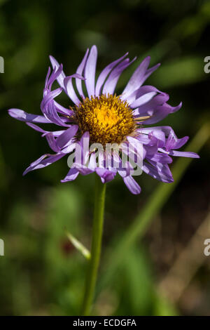 The Siberian Aster, a native plant species, flourishes in Denali National Park. This flower ...