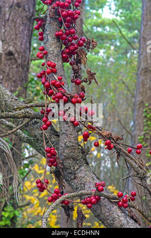 Black Bryony berries in a hedgerow, Anglesey, Wales, UK Stock Photo - Alamy