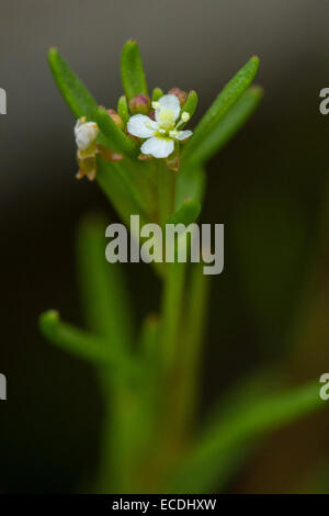 (Lappula occidentalis occidentalis Stock Photo - Alamy