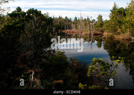 A coniferous / shorepine bog forest on Denny Island, in the Great Bear ...