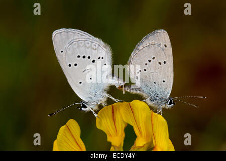 Small blue butterflies ( Cupido minimus Stock Photo - Alamy