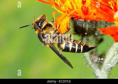 Shiny-vented Sharp-tail or Pointy-bum bee (Coelioxys inermis) adult ...