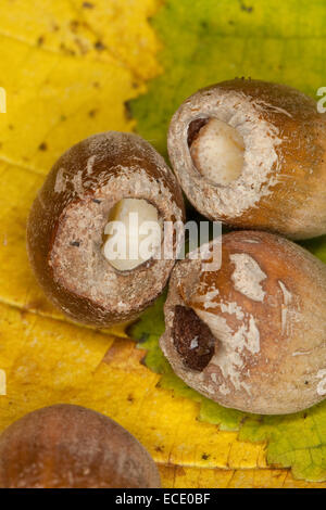Hazel dormouse, common dormouse, hazelnuts, cobs, Haselmaus, Hasel-Maus ...