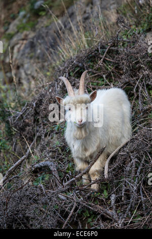 Close-up portrait of Markhor (Capra falconeri), wild goat native to ...