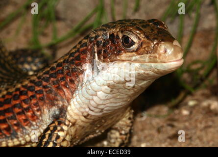 African Western plated lizard or Sudan plated lizard (Gerrhosaurus ...