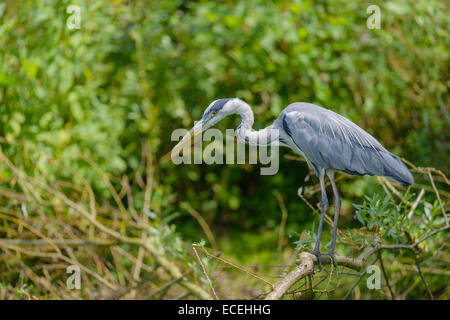 Graureiher, (Ardea Cinerea ), Grey Heron, auf Nahrungssuche Stock Photo ...