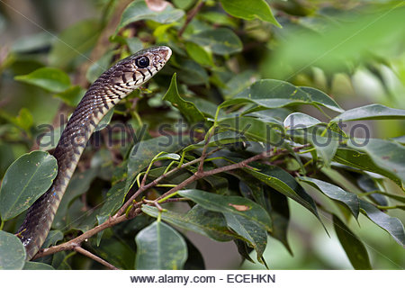 Indian rat snake, dhaman , Ptyas mucosa on fig tree, Pune Stock Photo ...