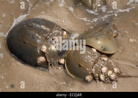 Horseshoe Crabs, Limulus polyphemus, Delaware bay, Delaware, coming ...