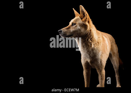 Australian dingo - native dog Canis lupus / familiaris- on rock in a ...