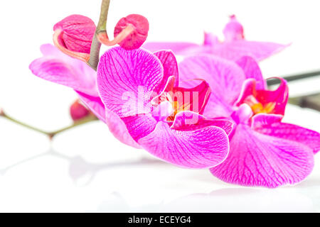 Tropical pink orchid isolated over white background Stock Photo - Alamy