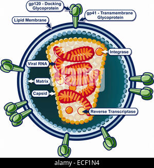 Illustration of the structure of an AIDS virus particle Stock Photo - Alamy