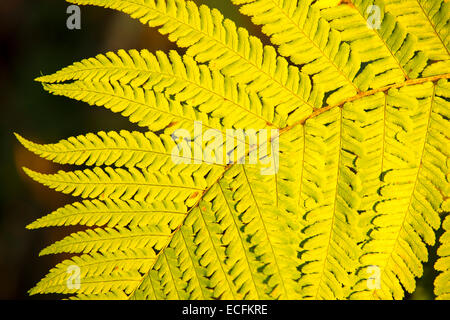 A fern glowing at sunset, Ambleside, Cumbria, UK Stock Photo - Alamy