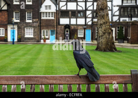 A crow at The Tower of London Stock Photo - Alamy