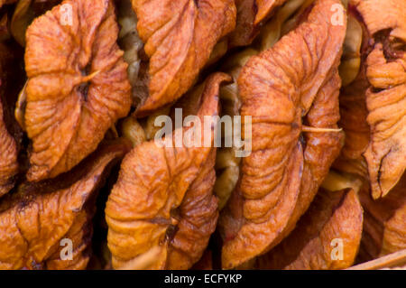 Sequoia (Sequoia sempervirens) cone at Bearskin Grove, Sequoia National ...