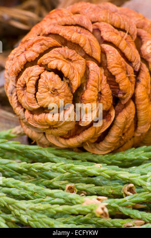 Sequoia (Sequoia sempervirens) cone at Bearskin Grove, Sequoia National ...