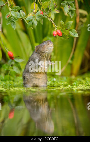 Water vole (Arvicola amphibius) standing on hind legs reaching up to ...
