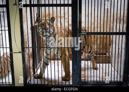 tiger behind bars in a zoo cage Stock Photo - Alamy