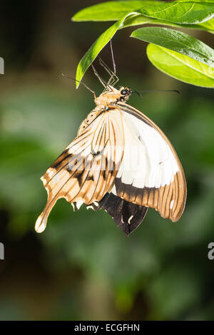 African Swallowtail or Mocker Swallowtail (Papilio dardanus Stock Photo ...