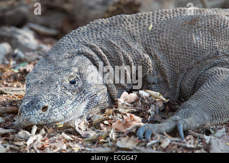 Komodo Dragon Varanus komodensis adult walking drooling saliva Komodo N ...
