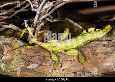 Australian Giant Prickly Stick Insect (Extatosoma tiaratum). a.k.a ...
