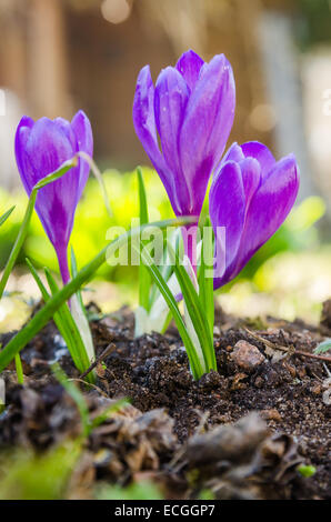 Crocuses first spring garden flowers. Studio Photo Stock Photo - Alamy