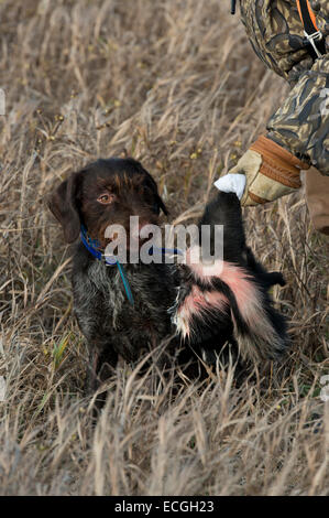 Hunter with a skunk Stock Photo - Alamy
