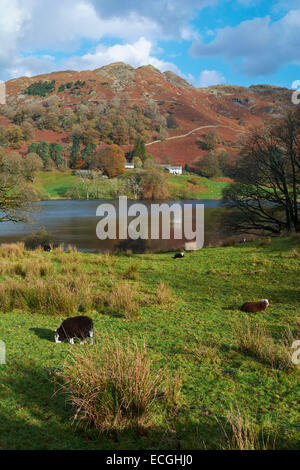 Early autumn at Loughrigg Tarn - Lake District, England, UK Stock Photo ...