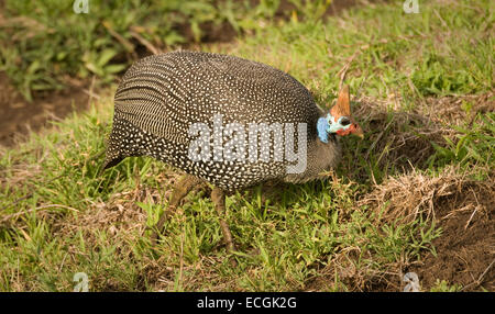 Africa, Tanzania, Ngorongoro-Helmeted guineafowl in plains Stock Photo ...