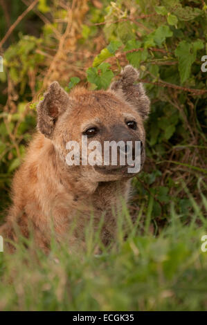 Spotted hyena-head shot Stock Photo - Alamy