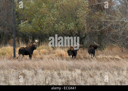 Herd of Moose in North Dakota Stock Photo - Alamy