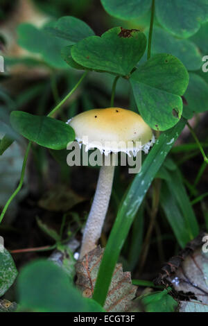 Questionable Stropharia (Stropharia ambigua Stock Photo - Alamy