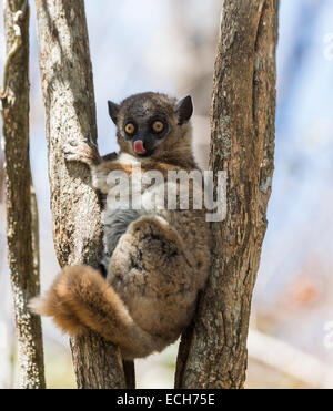 Red-tailed Sportive Lemur - Lepilemur ruficaudatus or red-tailed weasel ...