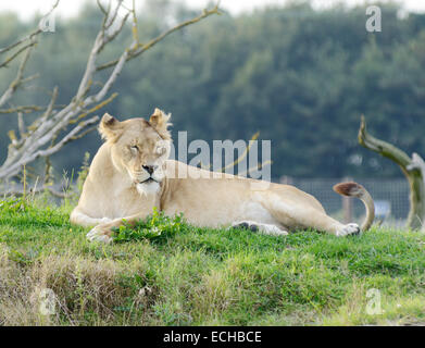 Lioness laying on grass looking alert and staring Stock Photo - Alamy