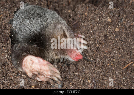 European mole, Common mole, Northern mole (Talpa europaea), albino ...