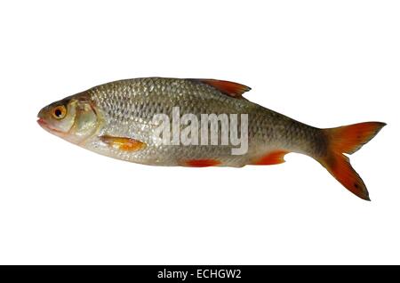 alive silver roach on white background Stock Photo - Alamy