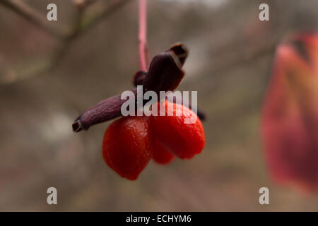 Burning bush aril Stock Photo - Alamy