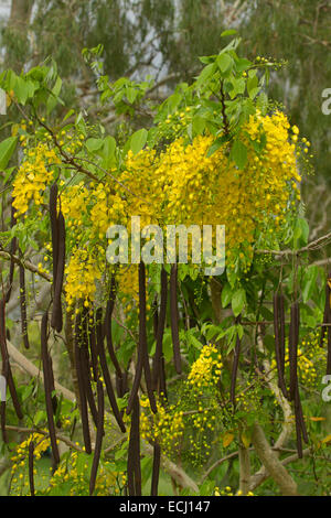 Long racemes of yellow flowers, long seed pods & green leaves of Cassia fistula, Golden Shower ...