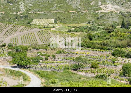 France, Pyrenees Orientales, Fenouilledes region, soil of the Maury AOC ...