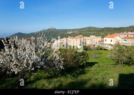 France, Haute Corse, Balagne, Cateri, mountain village Stock Photo - Alamy
