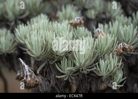Javanese edelweiss (Anaphalis javanica) in Gede Pangrango National Park ...