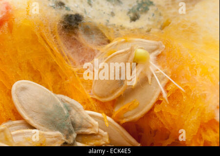 balance between growth and fungi decay of pumpkin flesh pulp with pin ...