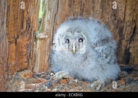 Finland, Kuhmo area, Kajaani, Ural owl (Strix uralensis, young just ...