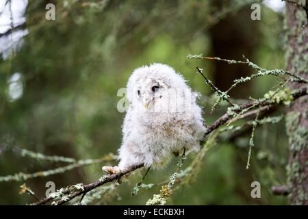 Finland, Kuhmo area, Kajaani, Ural owl (Strix uralensis, young in the ...