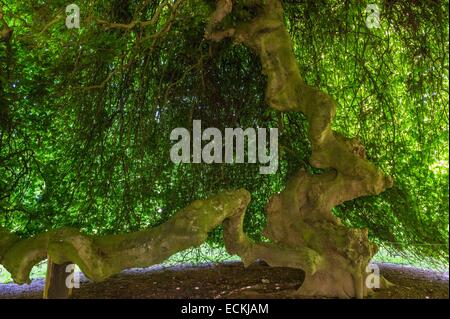 Dwarf Beech, Fagus sylvatica Tortuosa Group or 'Fau de Verzy' (France ...