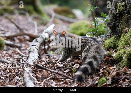 France, Europe Genette (Genetta genetta Stock Photo - Alamy