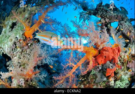 Wrasse (Thalassoma sp.) on a coral reef. Wrasse vary greatly in size ...