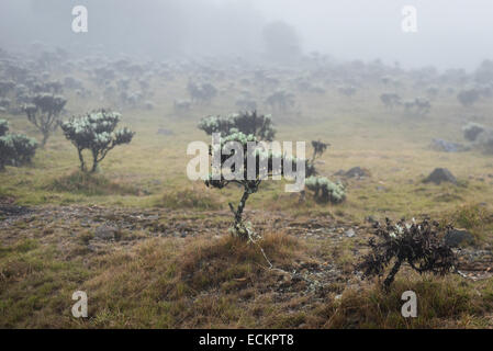 Javanese edelweiss (Anaphalis javanica) in Gede Pangrango National Park ...