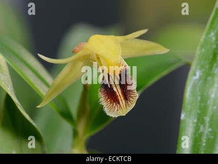 Ocher Yellow Coelogyne Orchid - Coelogyne fuscescens From Nepal, India ...