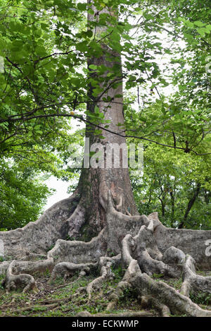 Kempas tree (Koompassia malaccensis) at Bogor Botanical Garden ...