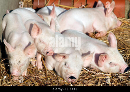 Middle White Piglets sleeping on a bed of straw Stock Photo - Alamy